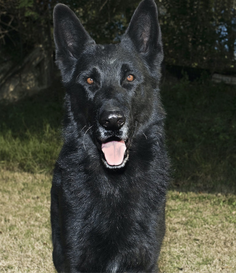 Cane da Pastore Italiano - Quattrozampe