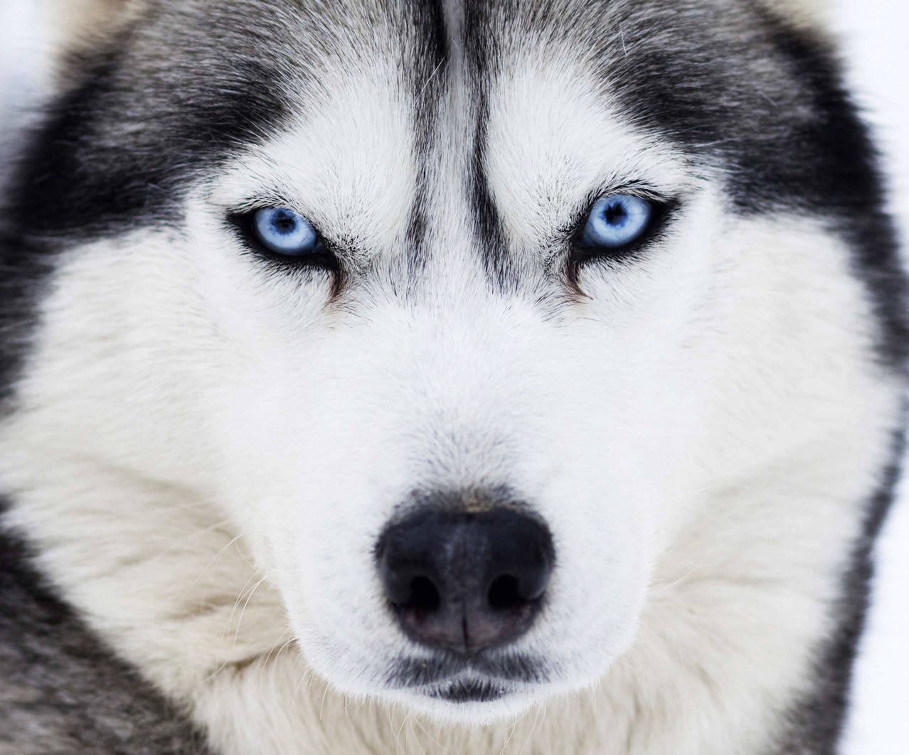 Cucciolo Di Husky Siberiano Tutto Bianco