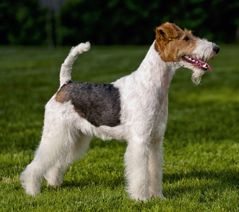 Vivere con un Fox Terrier, che avventura! - Quattrozampe
