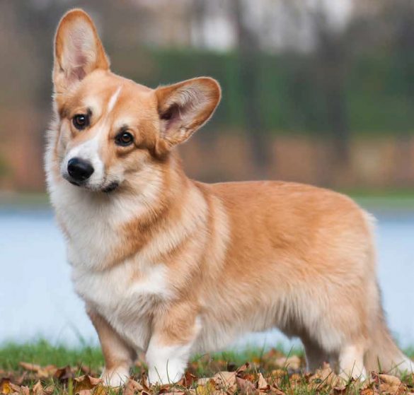 Welsh Corgi Pembroke, il cane della Regina - Quattrozampe