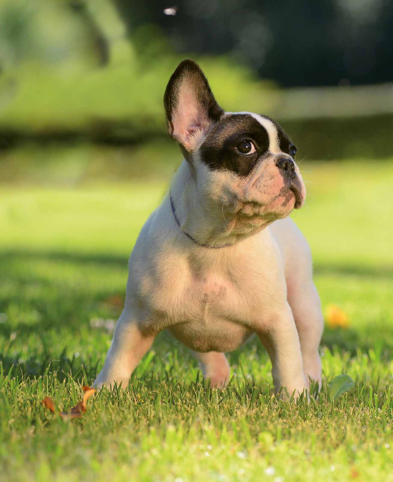 Bouledogue Francese: Piccolo Grande Ercole