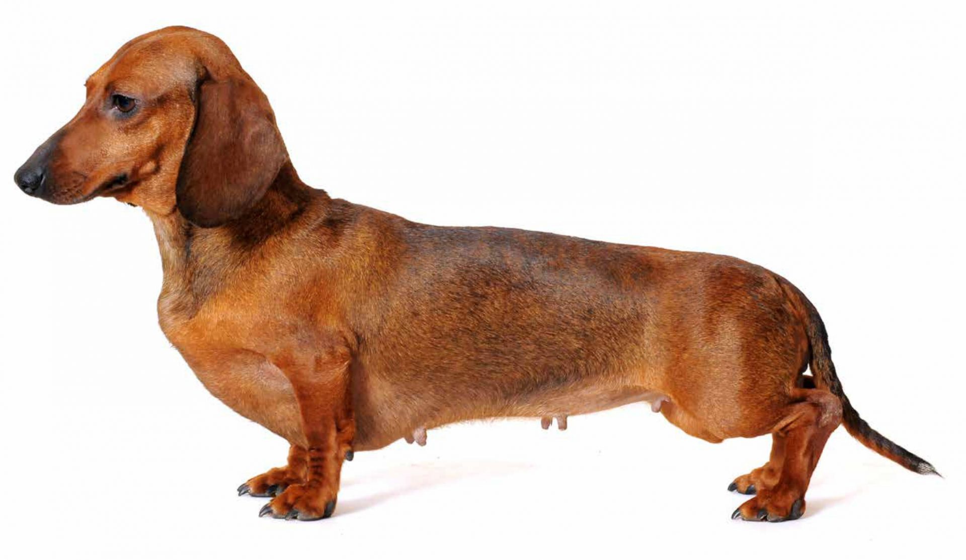 Bassotto: piccolo grande amico