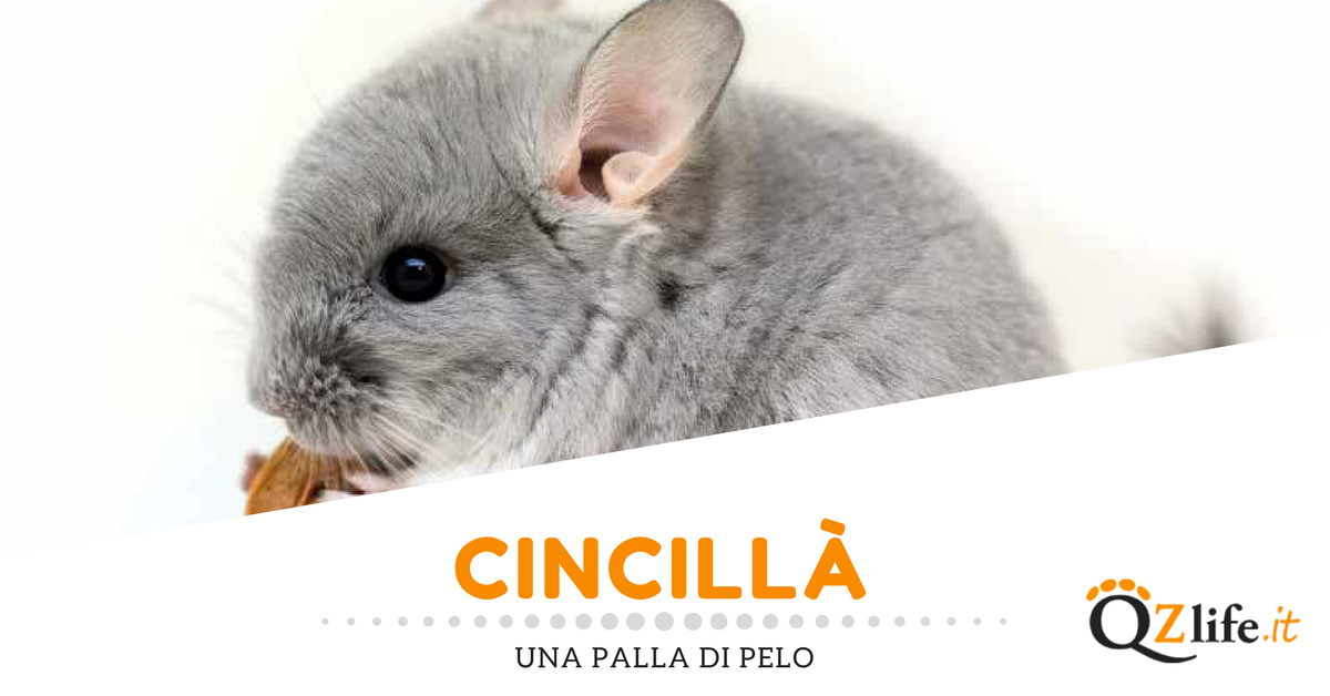 Cincillà domestico: caratteristiche, alimentazione e patologie ...