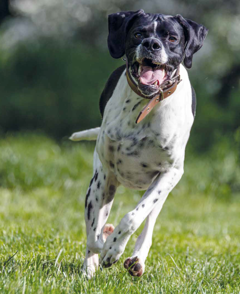 Il Pointer inglese, veloce come il vento | Quattro Zampe
