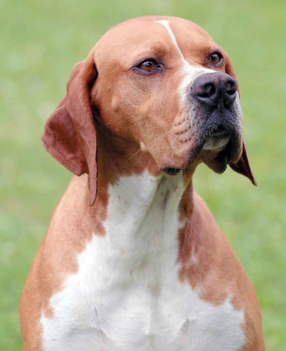 Il Pointer inglese, veloce come il vento | Quattro Zampe