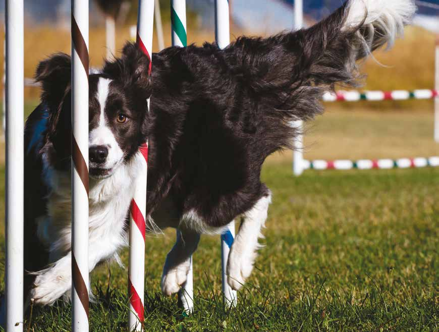 World Agility Championship: gli azzurri sul podio - Quattrozampe