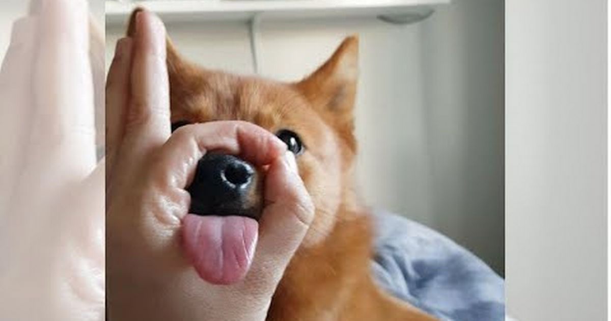 Sai cos'è lo "snoot challenge"? Prova anche tu la sfida del momento ...