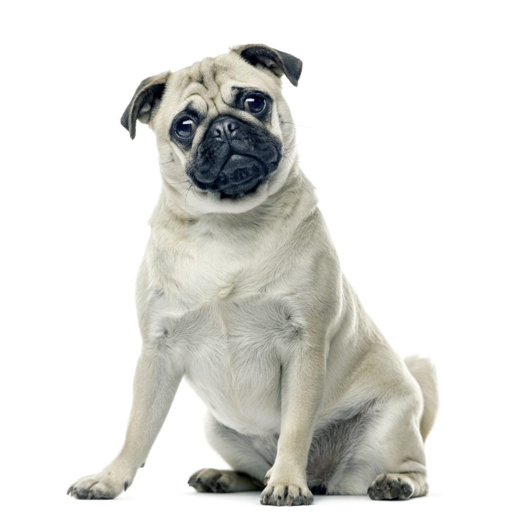 Carlino | Quattro Zampe