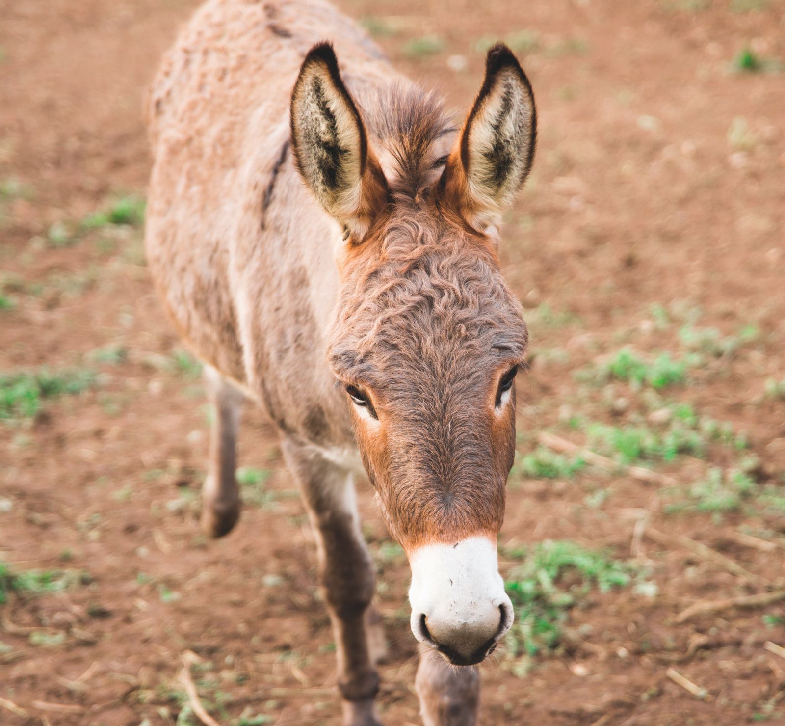 C’era una volta l’asino - Quattrozampe
