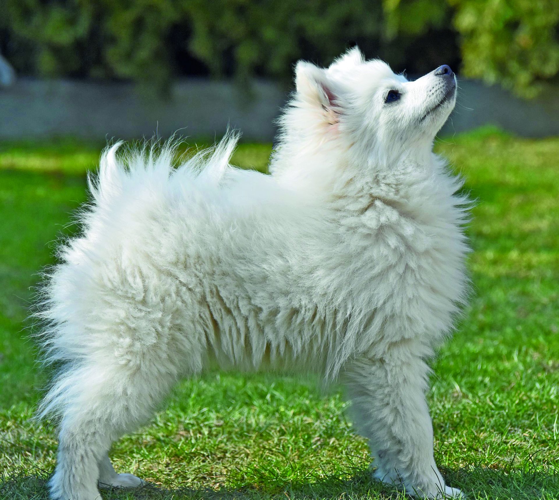 Volpino Italiano - Quattrozampe