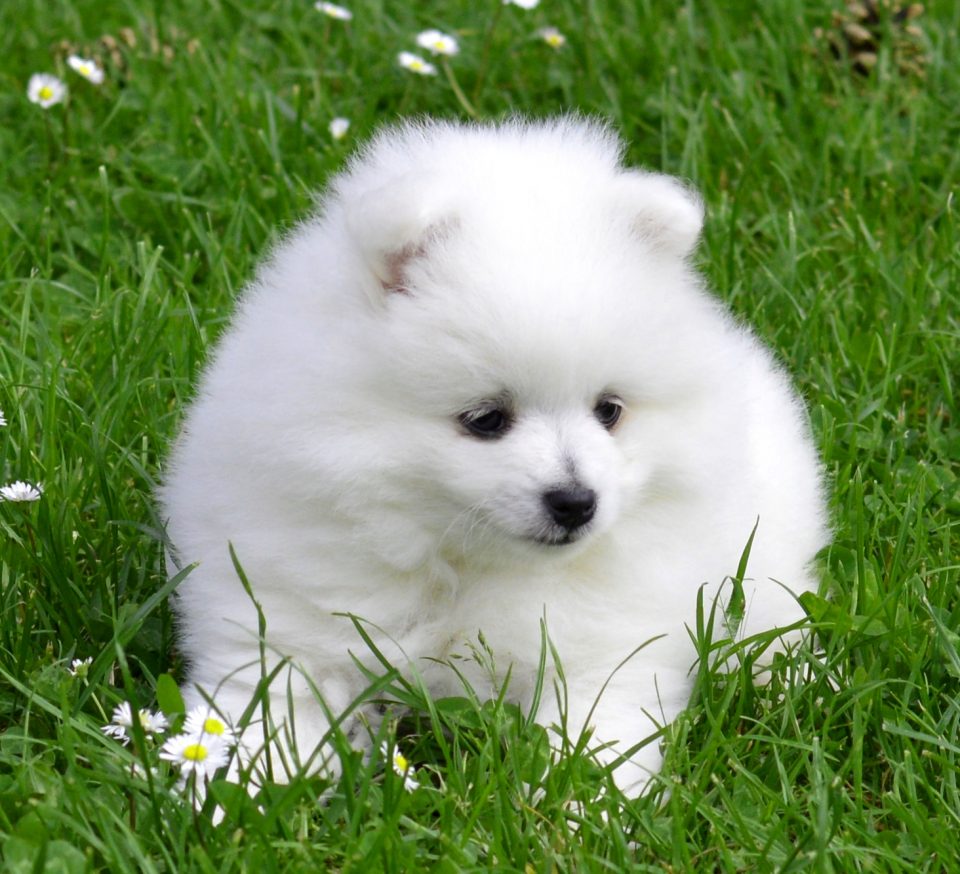 Volpino Italiano - Quattrozampe