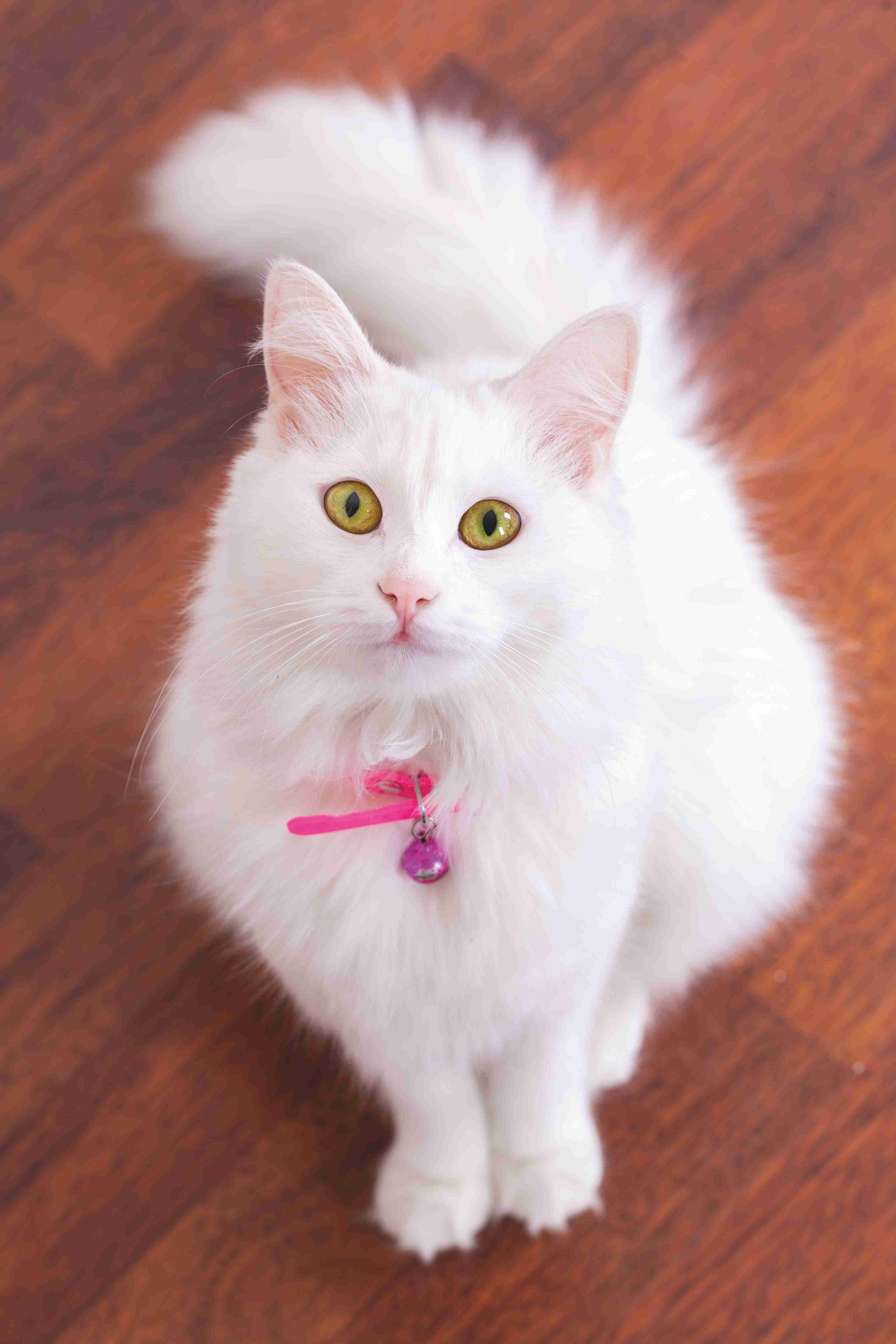 Angora Turco - Quattro Zampe