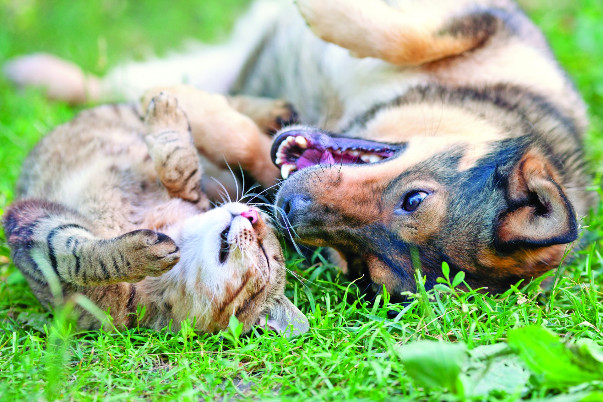 L'otite del cane e del gatto - Quattrozampe