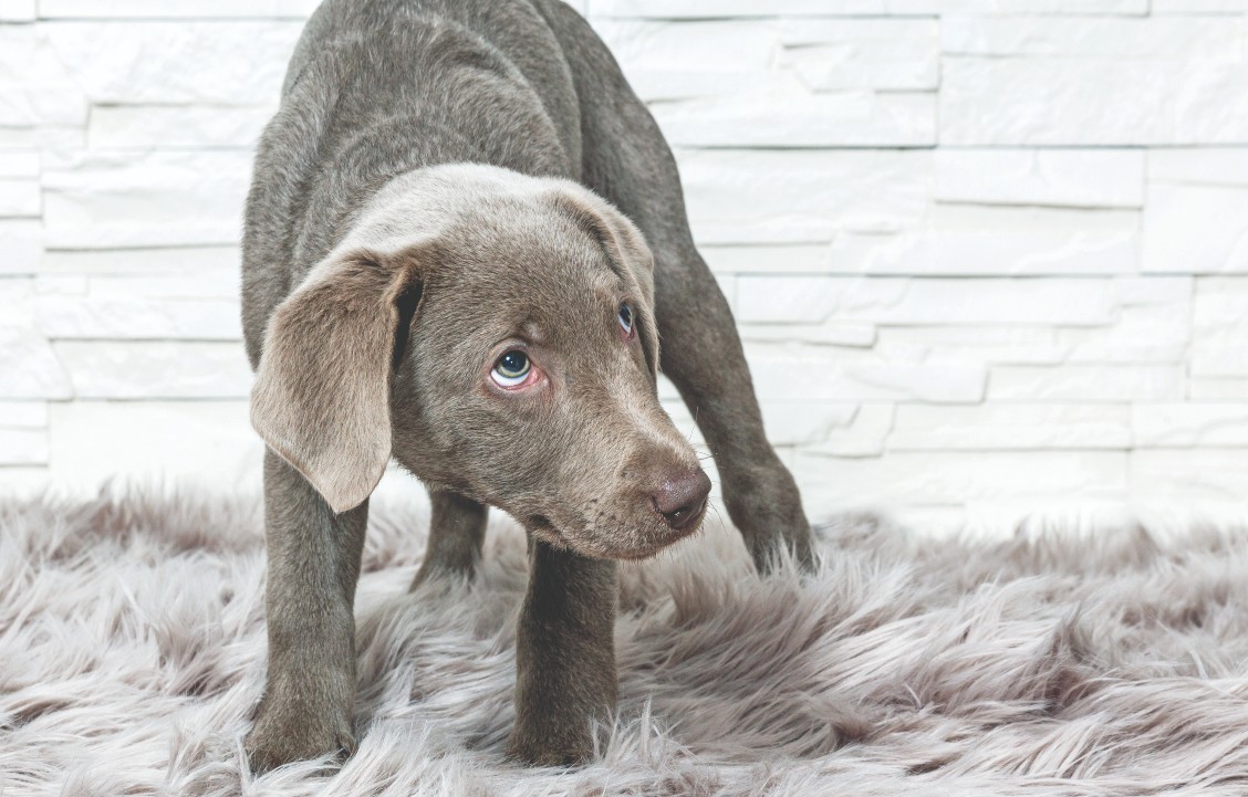 I cani sono permalosi? - Quattrozampe