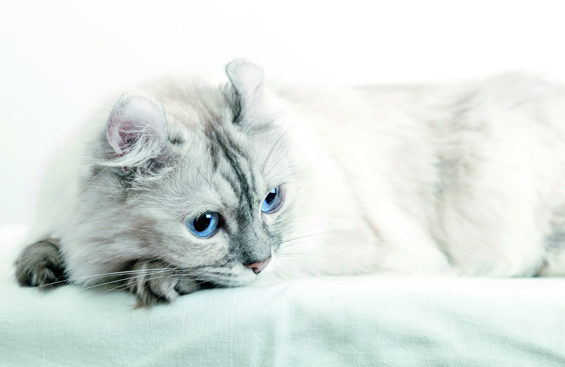 American Curl - Quattrozampe